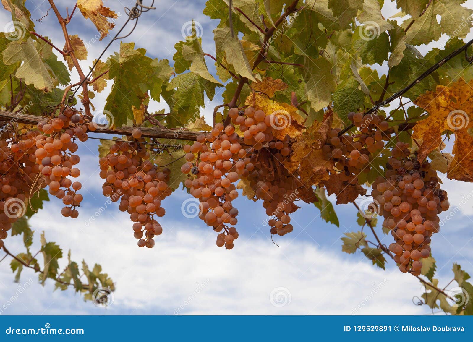 Acino d'uva immagine stock. Immagine di podere, mazzo - 129529891