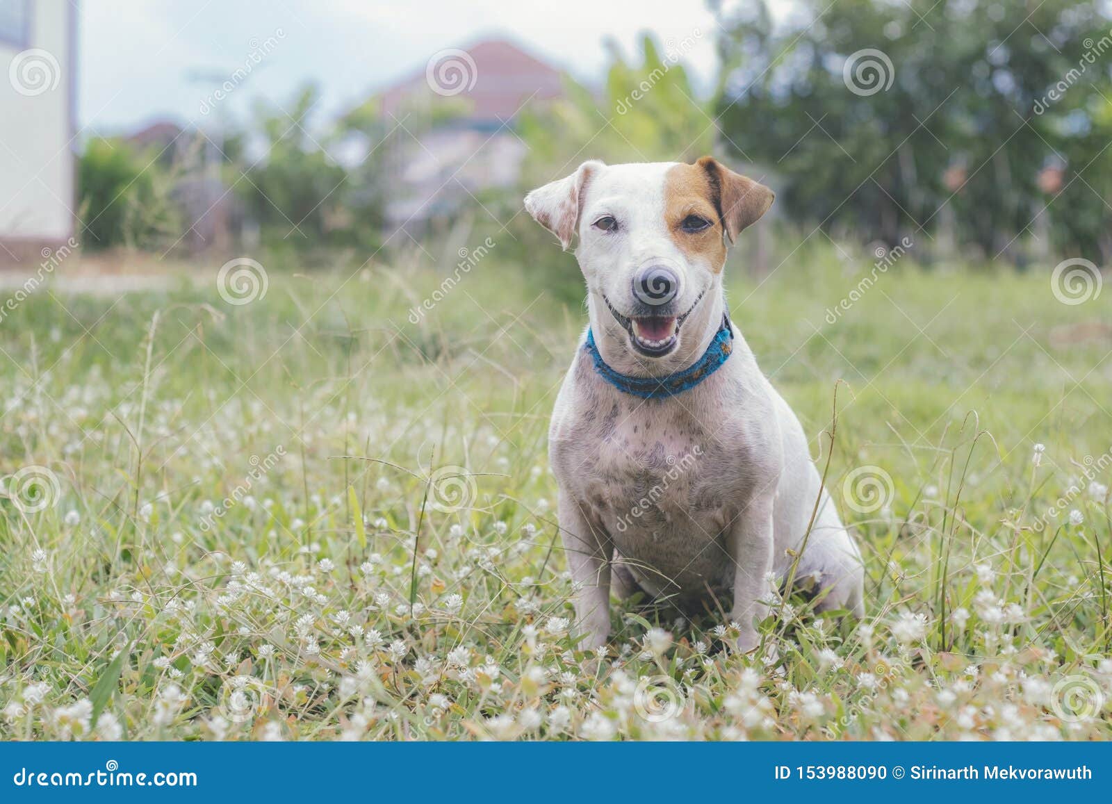 Ack Russell Dog Sitting in Grass Stock Photo - Image of wait, outdoors ...