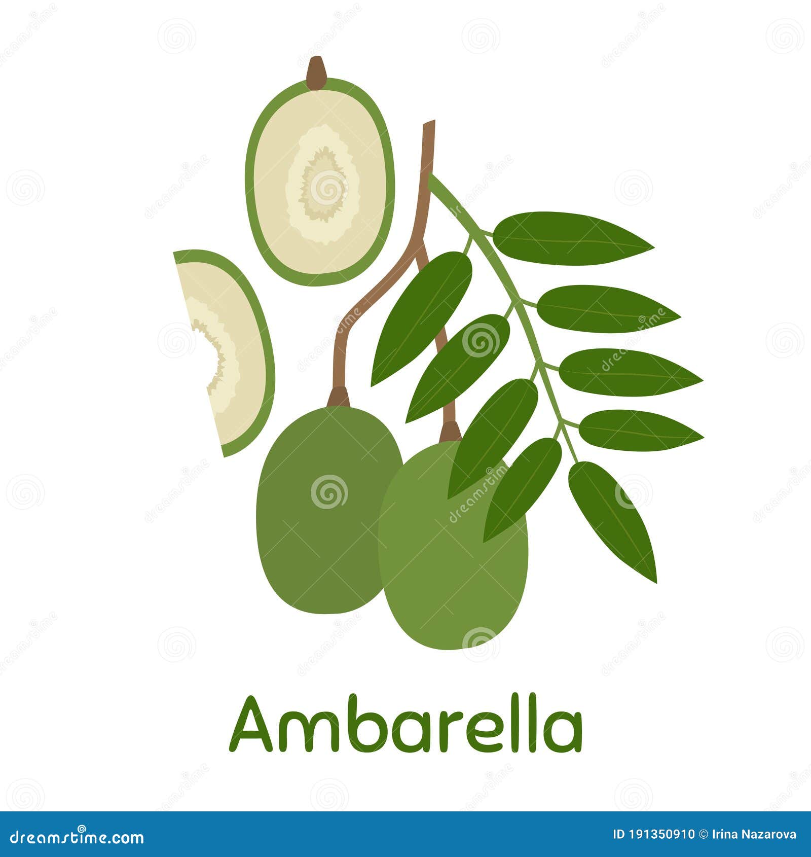 Ambarella Fruit. Vector Illustration EPS Stock Vector - Illustration of ...