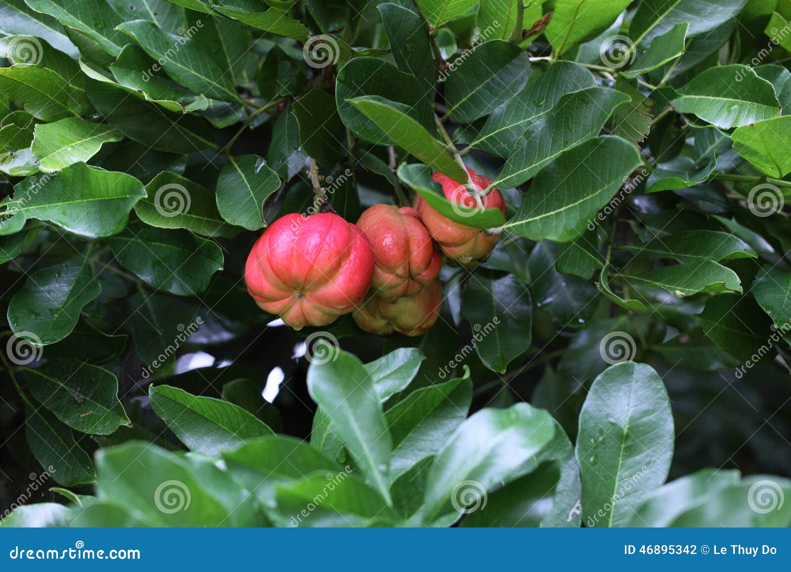 Ackee Fruit stock photo. Image of closeup, tree, super - 46895342
