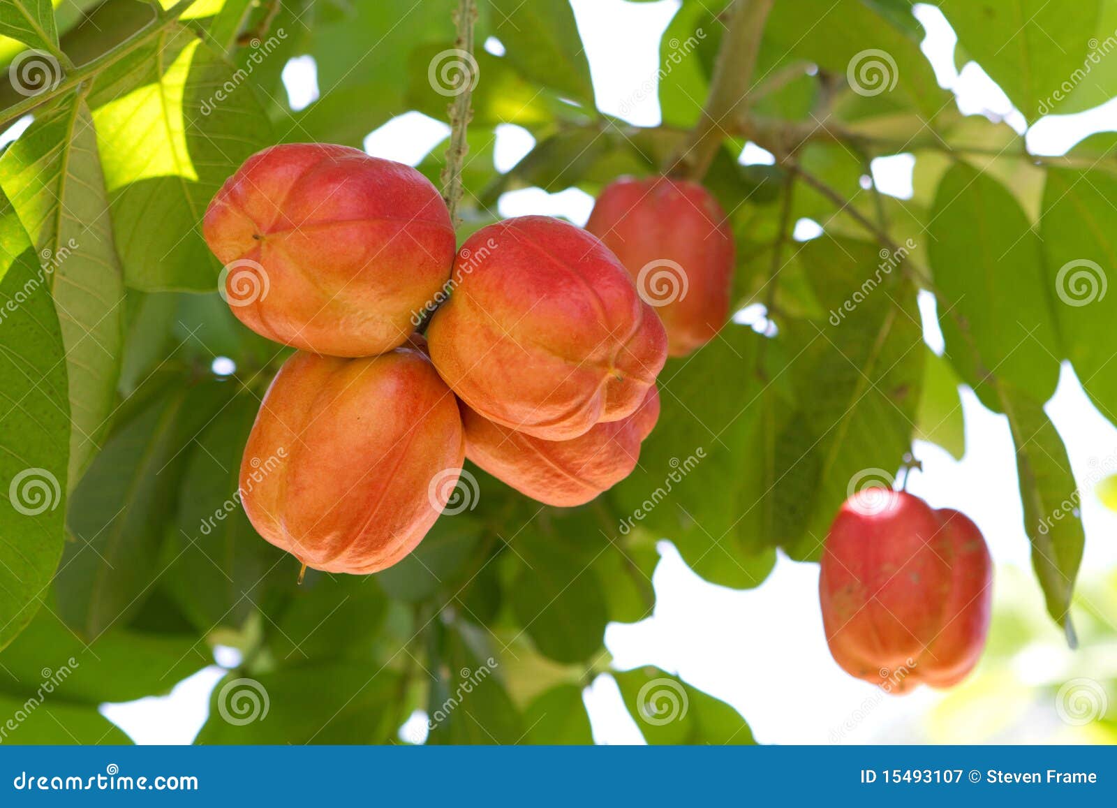 Ackee Fruit on Tree stock image. Image of toxicity, food - 15493107