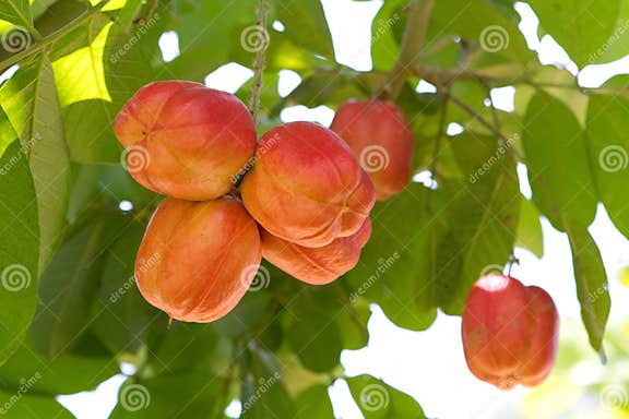 Ackee Fruit on Tree stock image. Image of toxicity, food - 15493107
