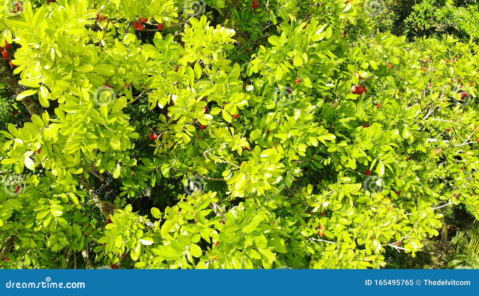 Ackee Tree With Ripe Fruits, Jamaica Royalty-Free Stock Photography ...