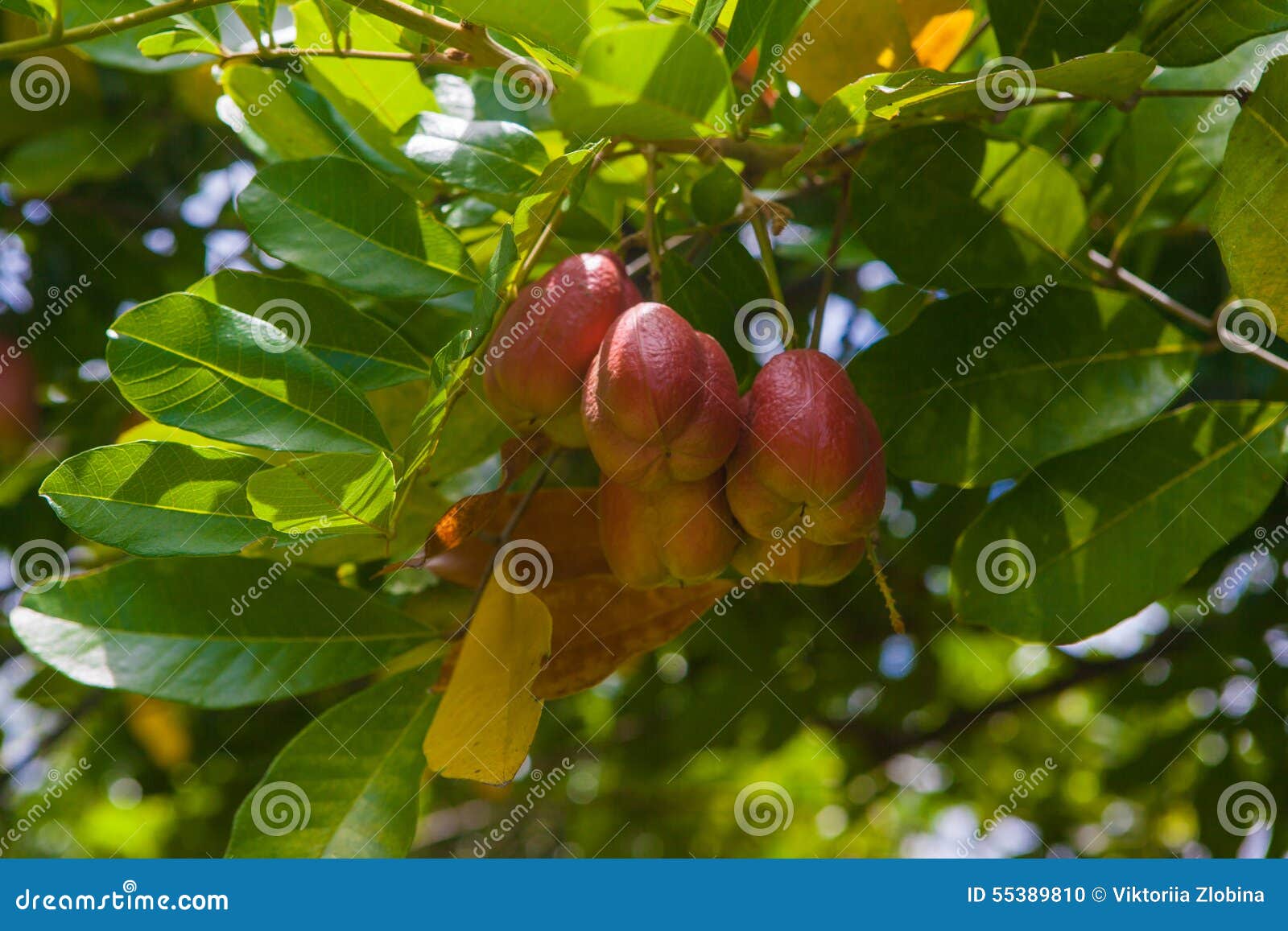 Ackee Tree With Ripe Fruits, Jamaica Royalty-Free Stock Photography ...