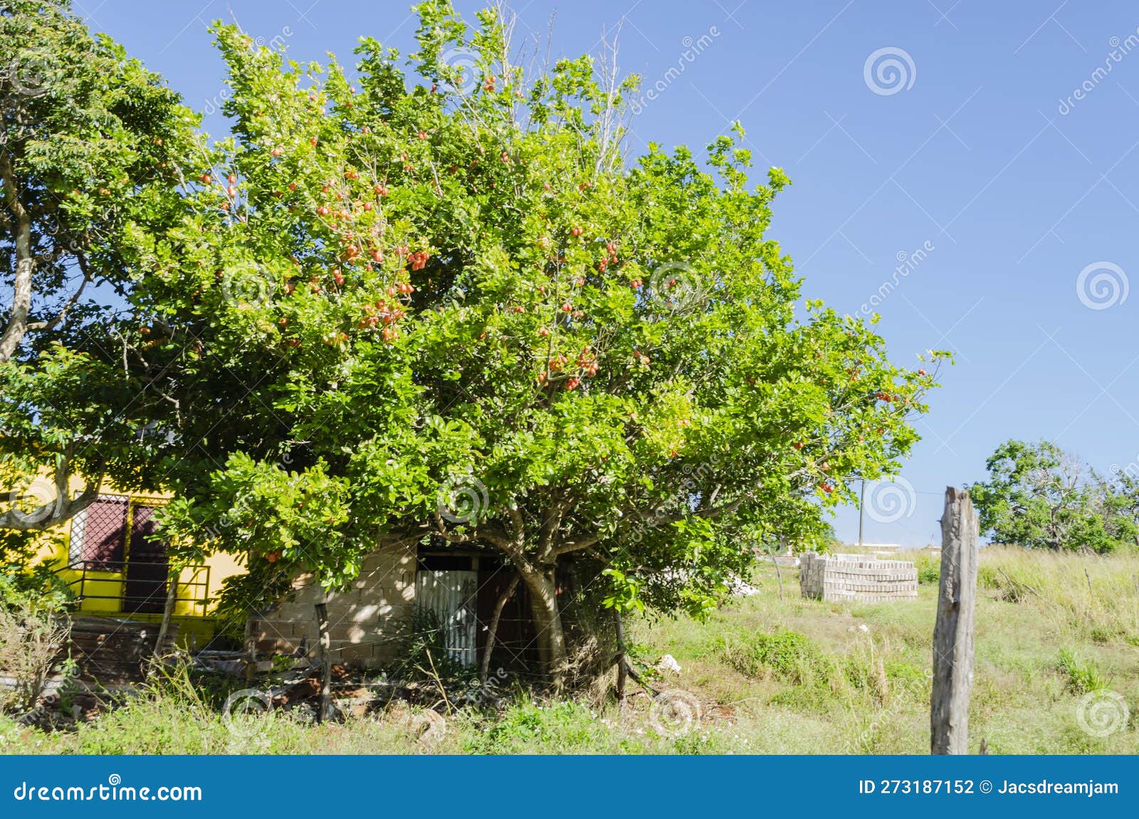 Ackee Tree With Ripe Fruits, Jamaica Royalty-Free Stock Photography ...