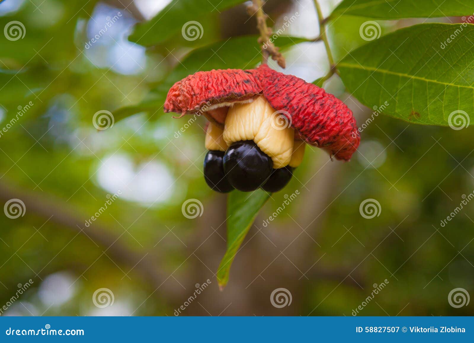 Ackee tree stock image. Image of jamaica, carissa, fruit - 58827507