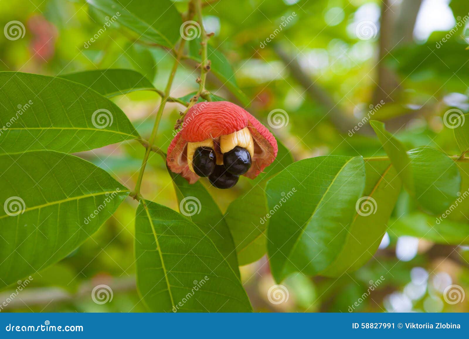Ackee Tree With Ripe Fruits, Jamaica Royalty-Free Stock Photography ...