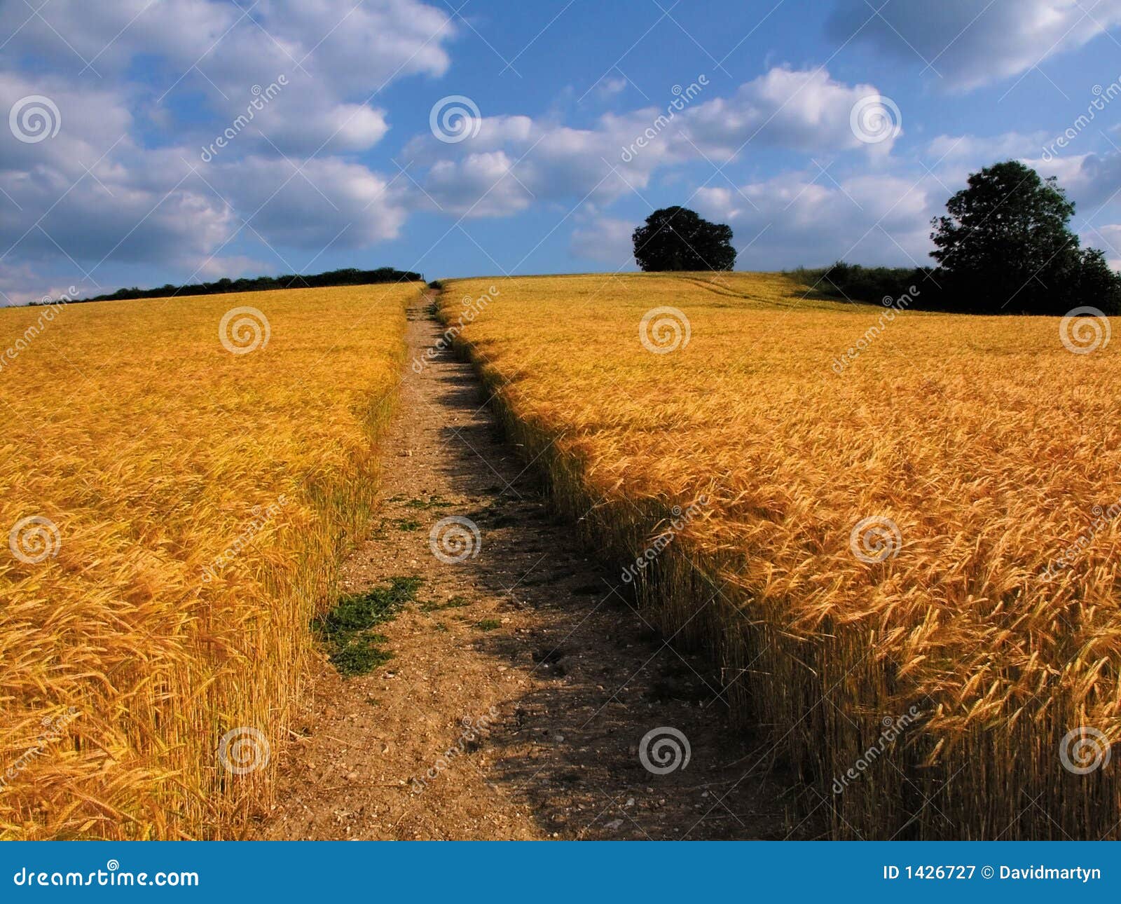 Ackerland Mit Getreidegetreide Stockbild - Bild von felder, geerntet ...