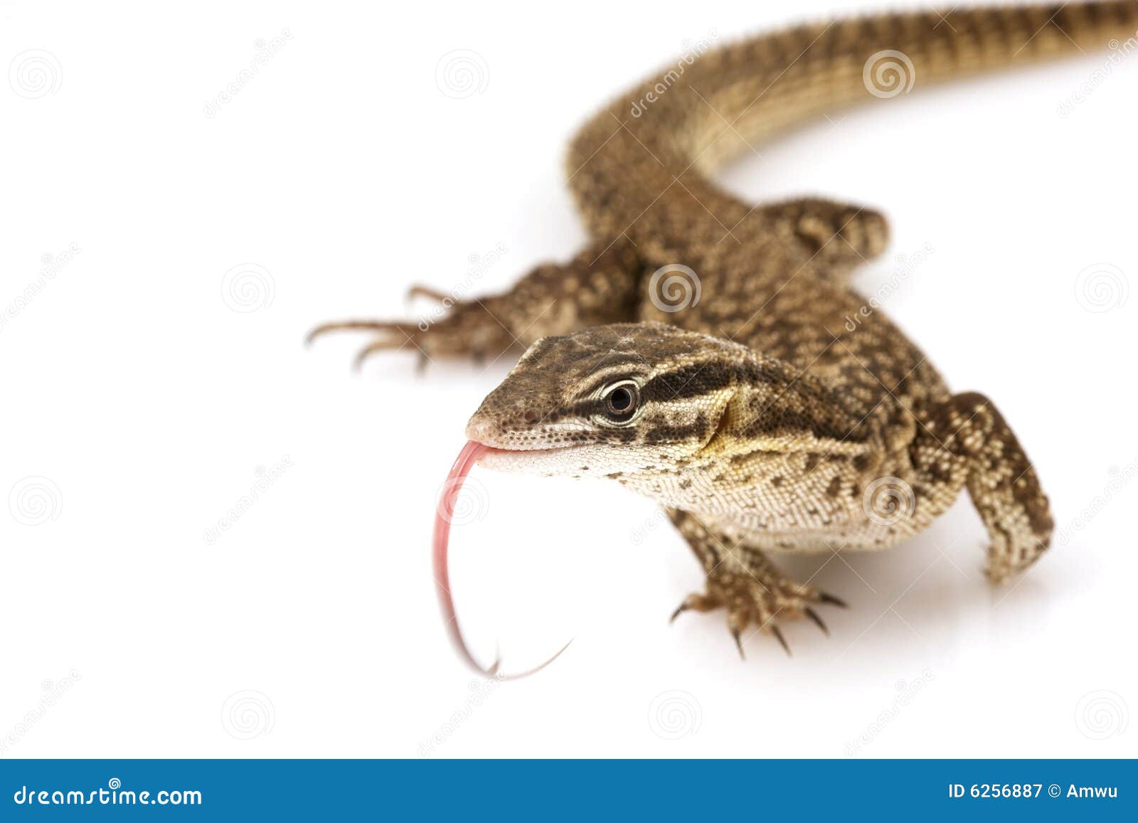 Ackie Monitor Lizard (Varanus Acanthuras) Stock Image - Image of animal ...