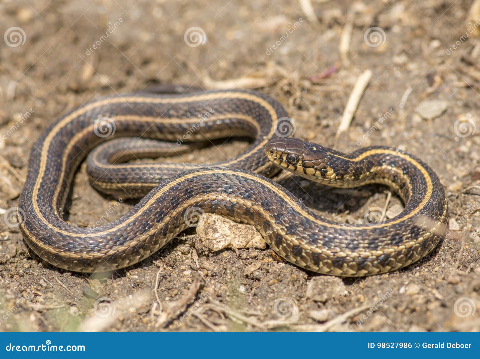 Aclara La Serpiente De Liga Foto de archivo - Imagen de liga, llanos ...