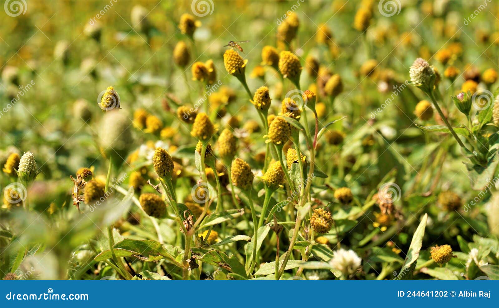 Acmella Uliginosa Also Known As Marsh Para Cress Stock Photo - Image of ...