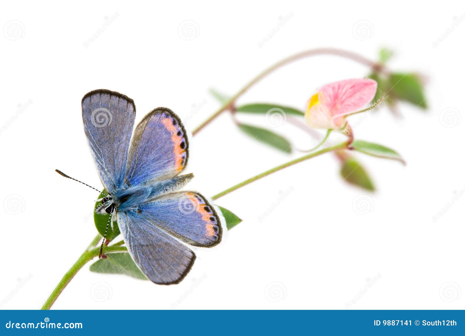 Acmon Blue, Plebejus Acmon, Butterfly Stock Image - Image of moths ...