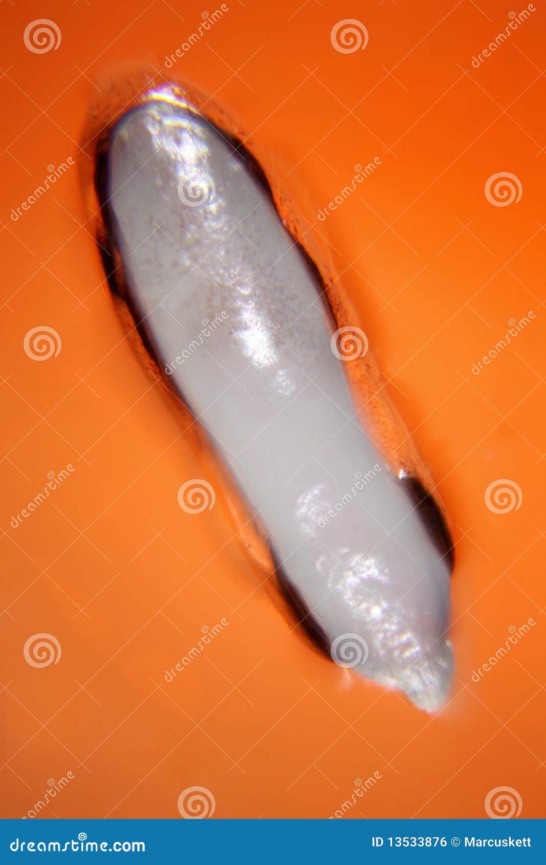 Acne Sedum Plug 200X stock photo. Image of acne, plug - 13533876