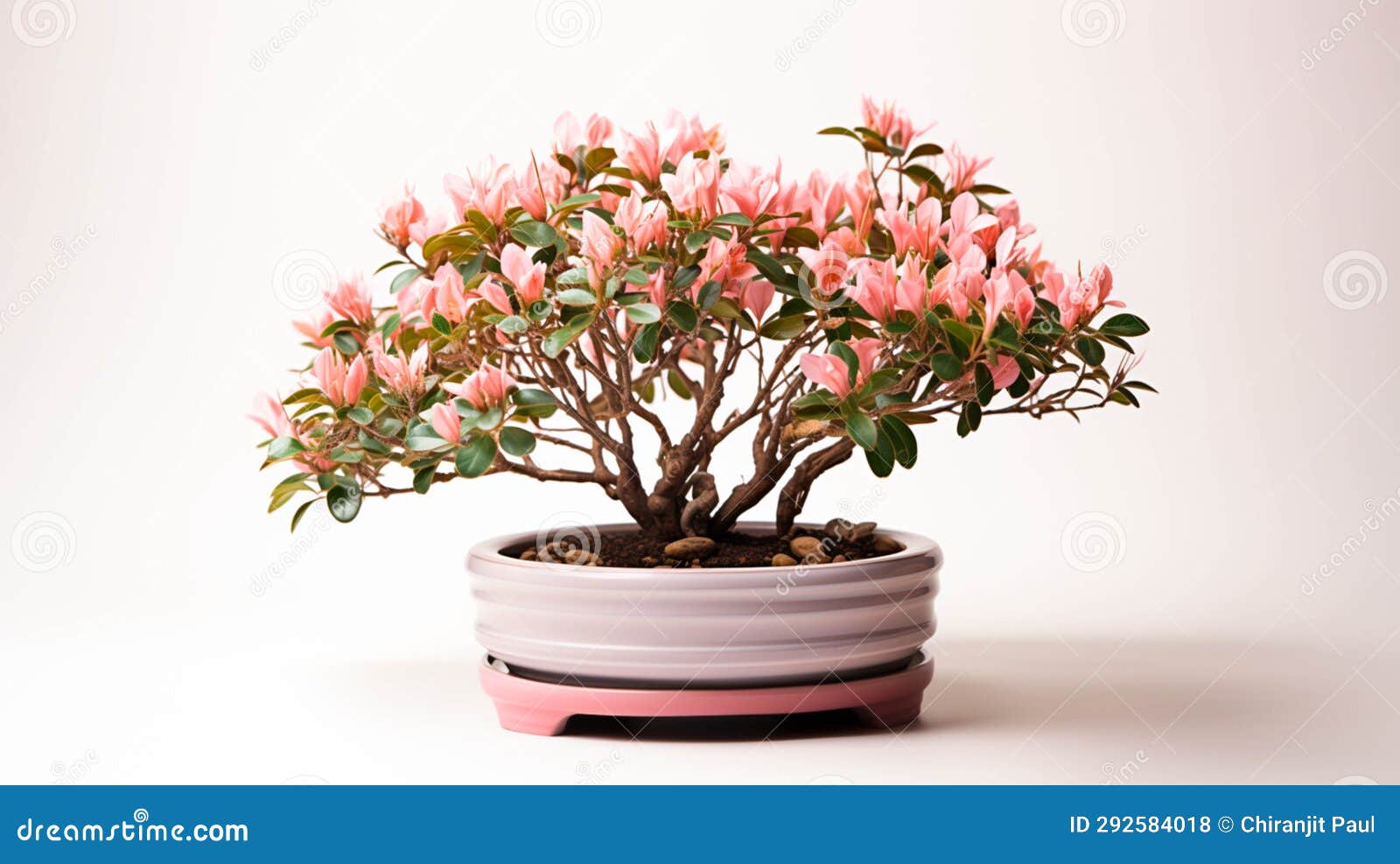 Acoma Crape Myrtle Plant On A Pot On White Background Royalty-Free ...