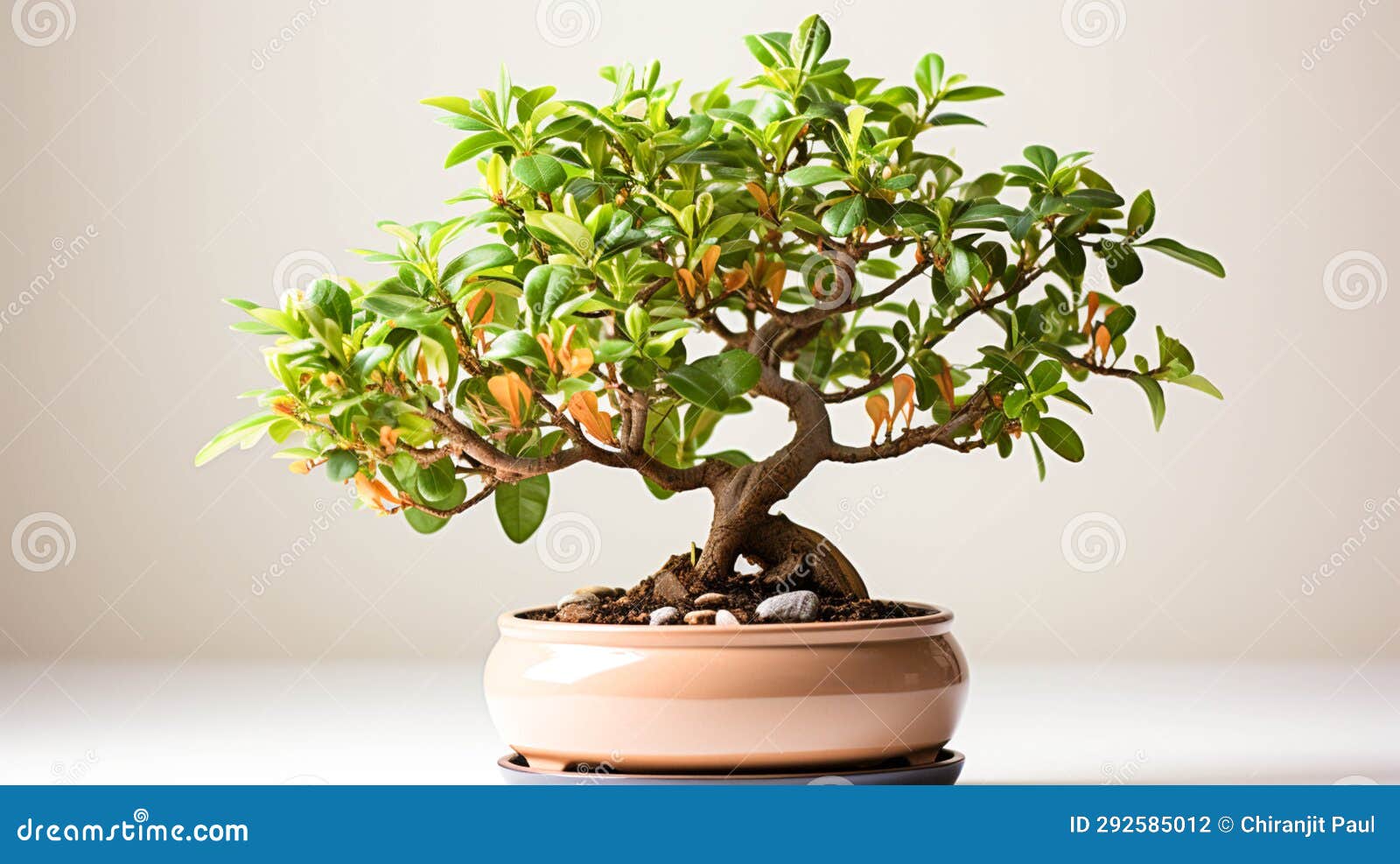 Acoma Crape Myrtle Plant On A Pot On White Background Royalty-Free Stock Image | CartoonDealer ...