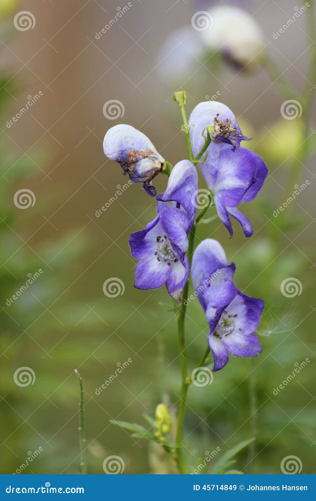 Aconite Blossoms stock image. Image of carmichaelii, color - 45714849