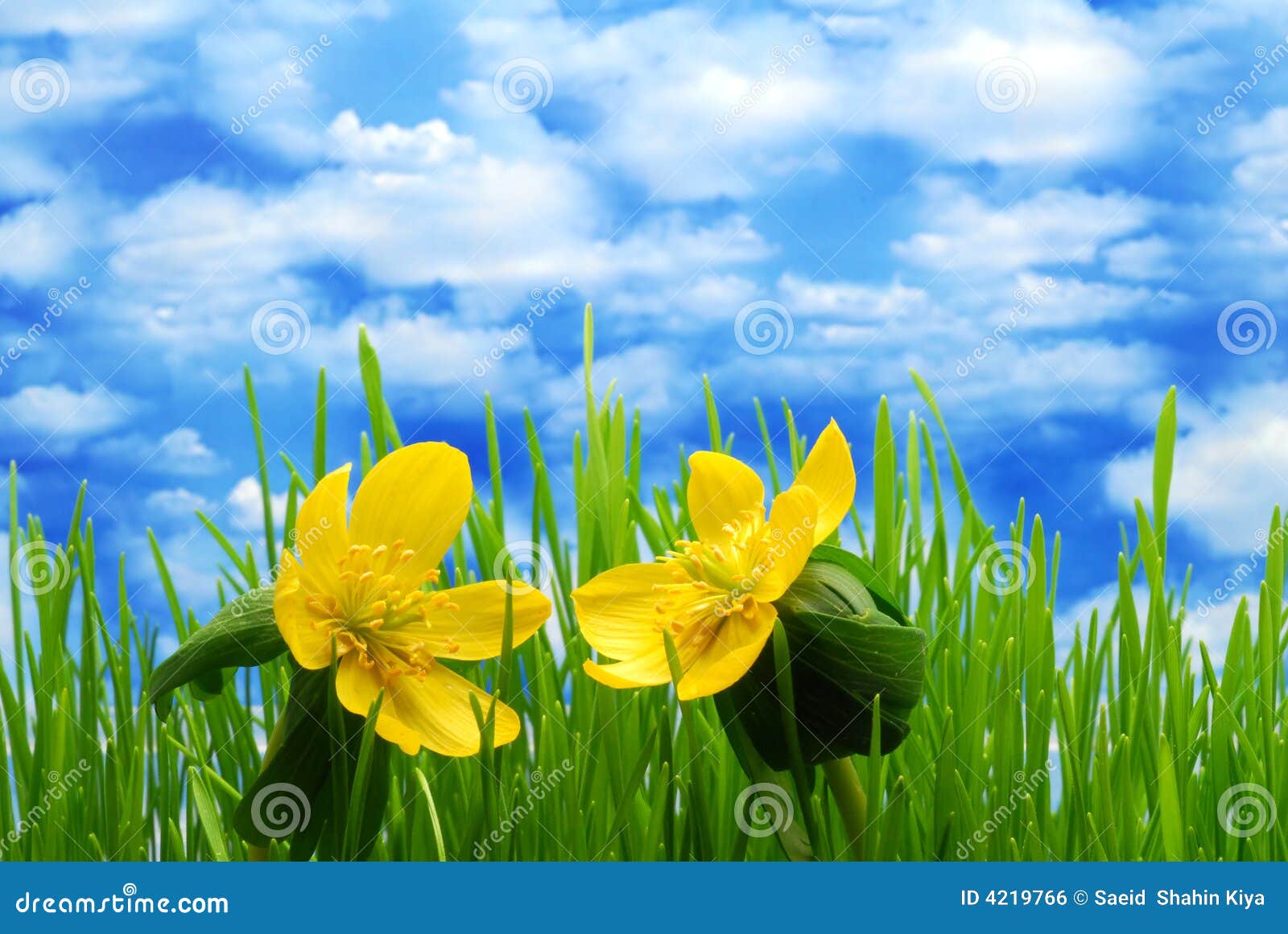 Aconite flower stock photo. Image of snow, macro, white - 4219766