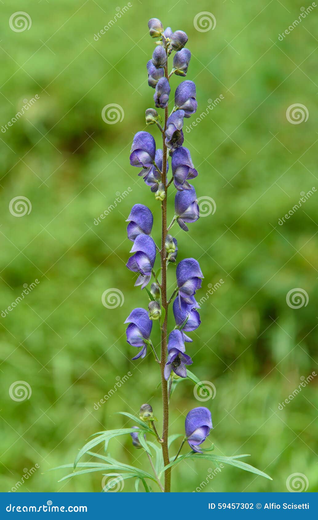 Aconite stock photo. Image of toxic, medicine, aconite - 59457302