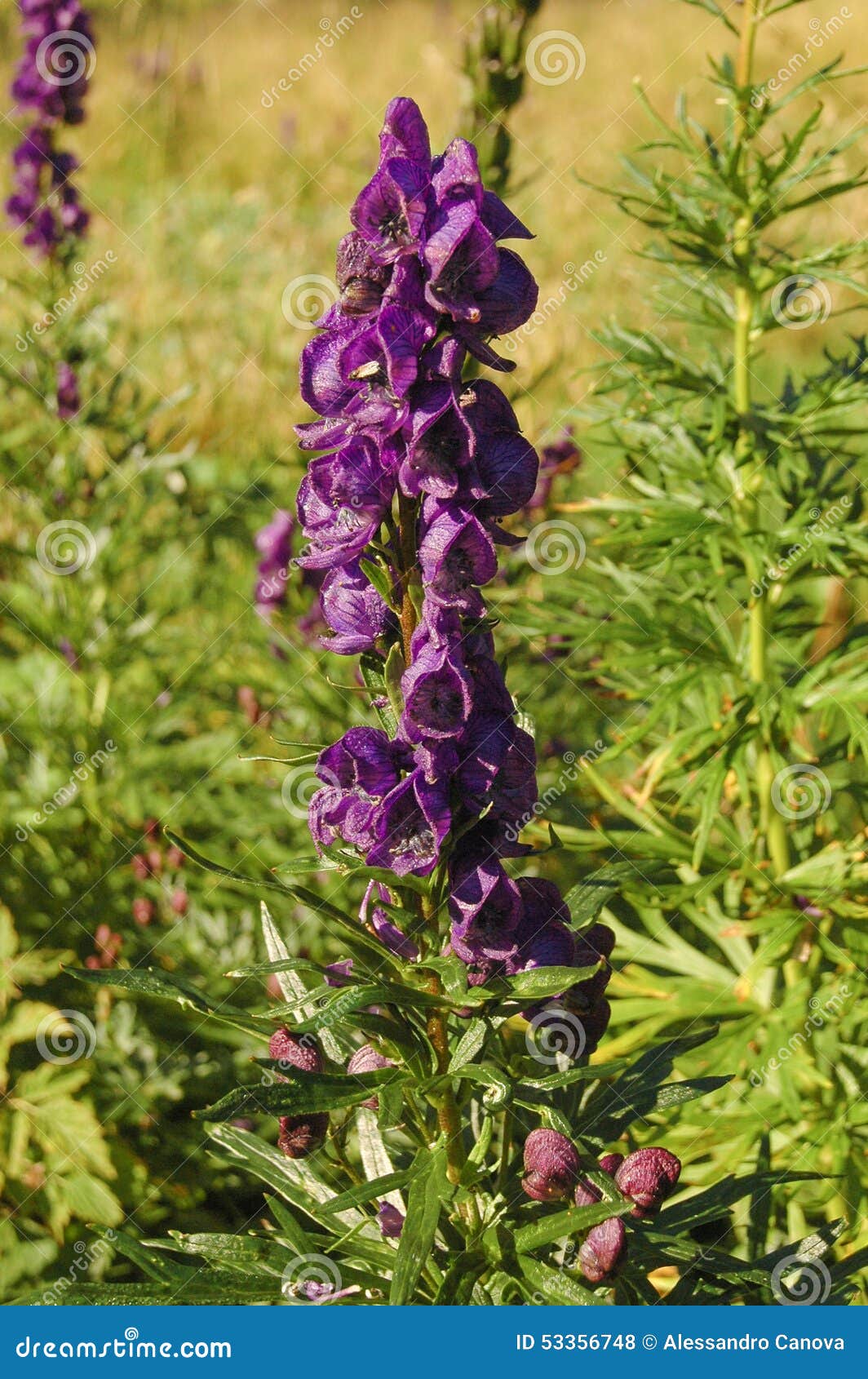 Aconito Della Pianta Tossica Fotografia Stock - Immagine di tossico ...