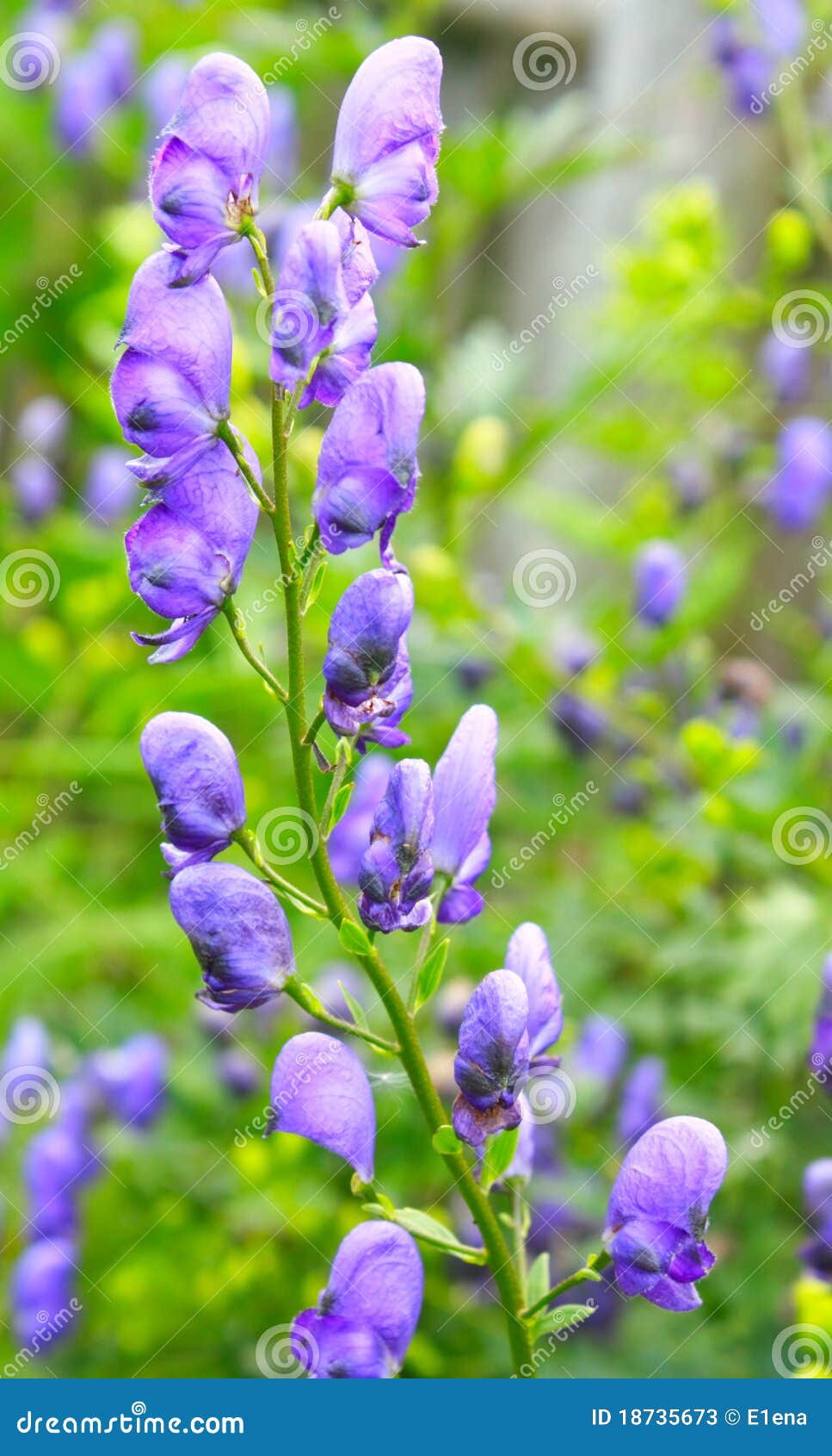 Aconitum stock image. Image of decorative, summer, botanical - 18735673