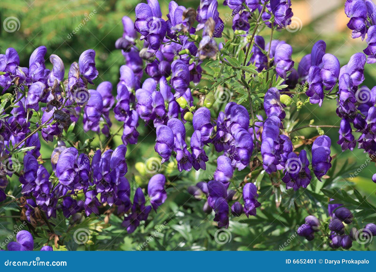 Aconitum stock image. Image of medicine, color, environment - 6652401