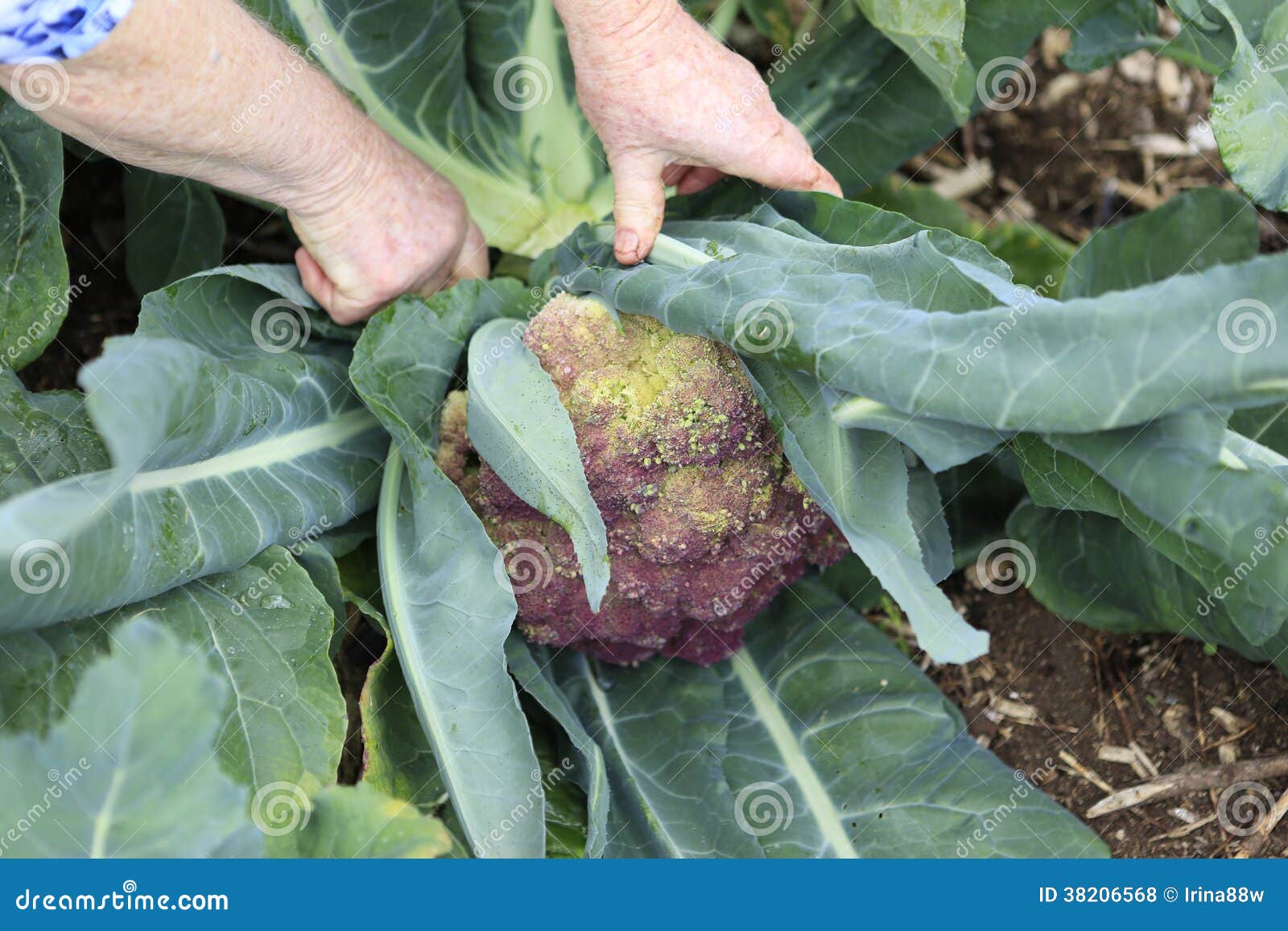 Acopio De La Cosecha. Coliflor Madura Foto de archivo - Imagen de lugar ...