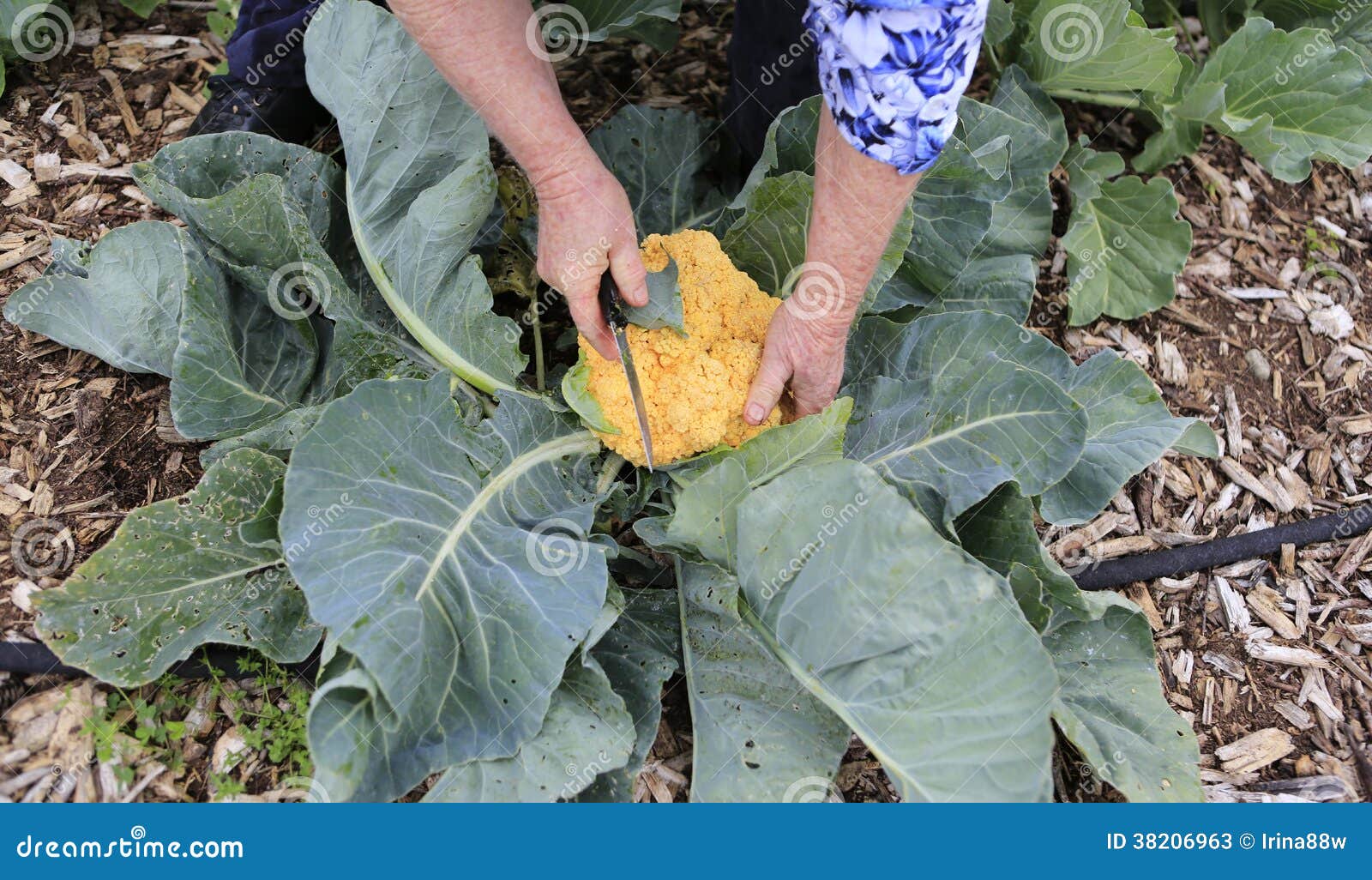 Acopio De La Cosecha. Coliflor Madura Imagen de archivo - Imagen de ...