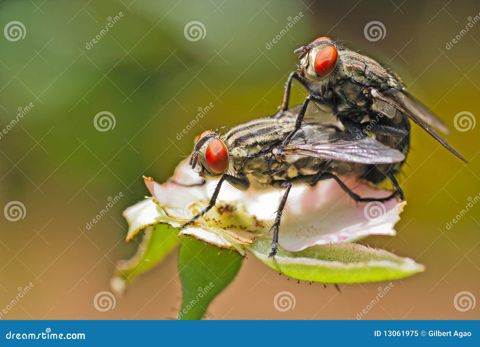 Acoplamento das moscas imagem de stock. Imagem de ecologia - 13061975