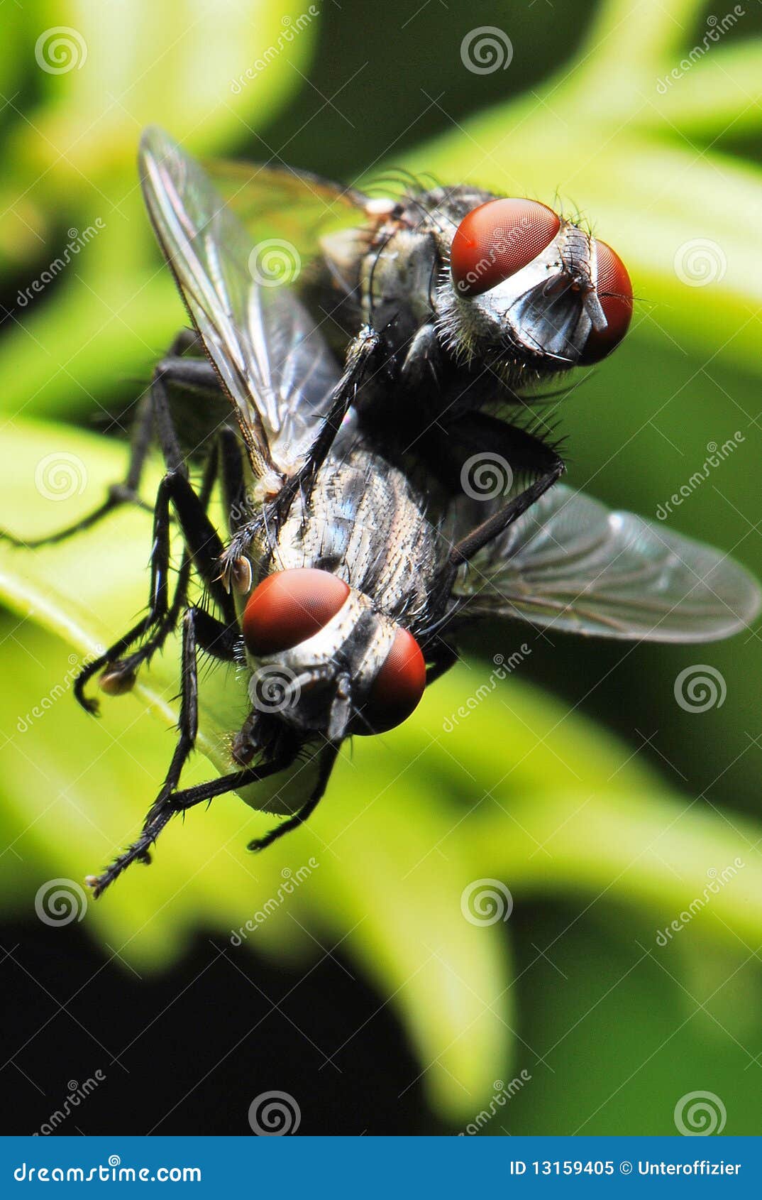 Acoplamento das moscas imagem de stock. Imagem de mosca - 13159405