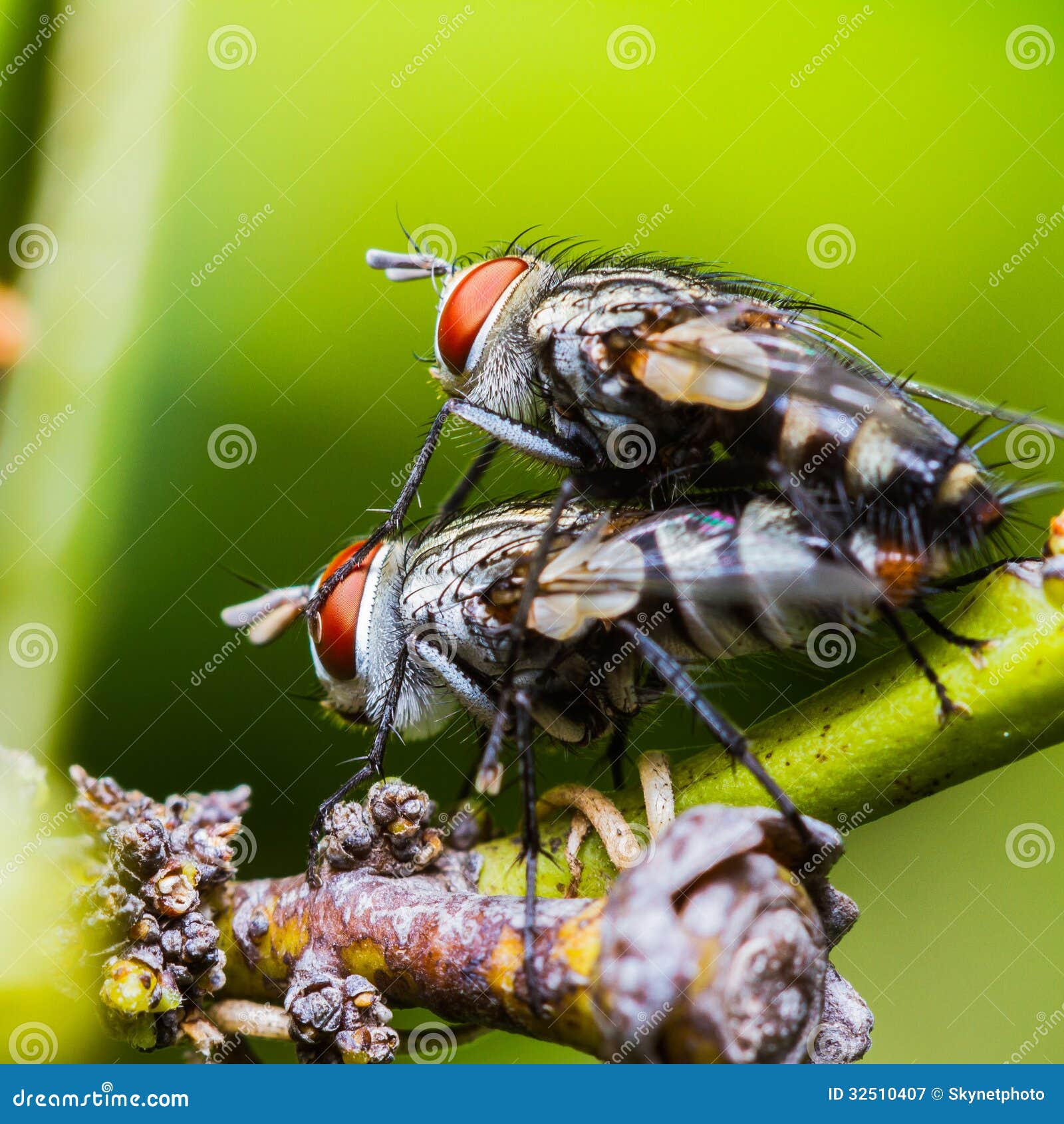 Acoplamento das moscas imagem de stock. Imagem de sexo - 32510407