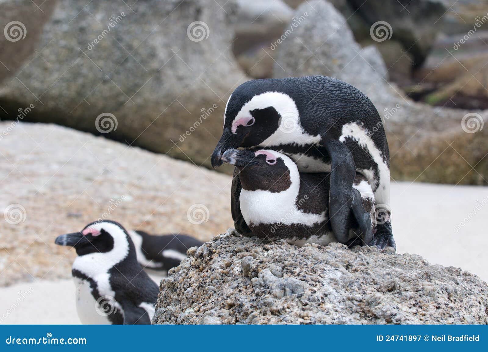 Acoplamento dos pinguins imagem de stock. Imagem de sexual - 24741897