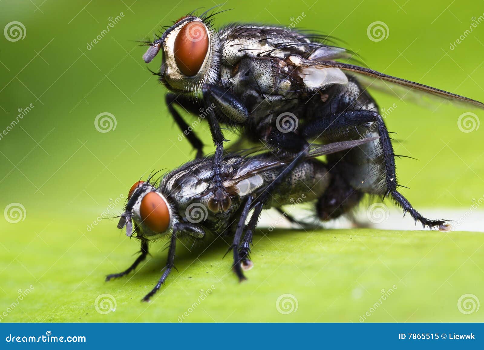 Acoplamiento de la mosca imagen de archivo. Imagen de macro - 7865515