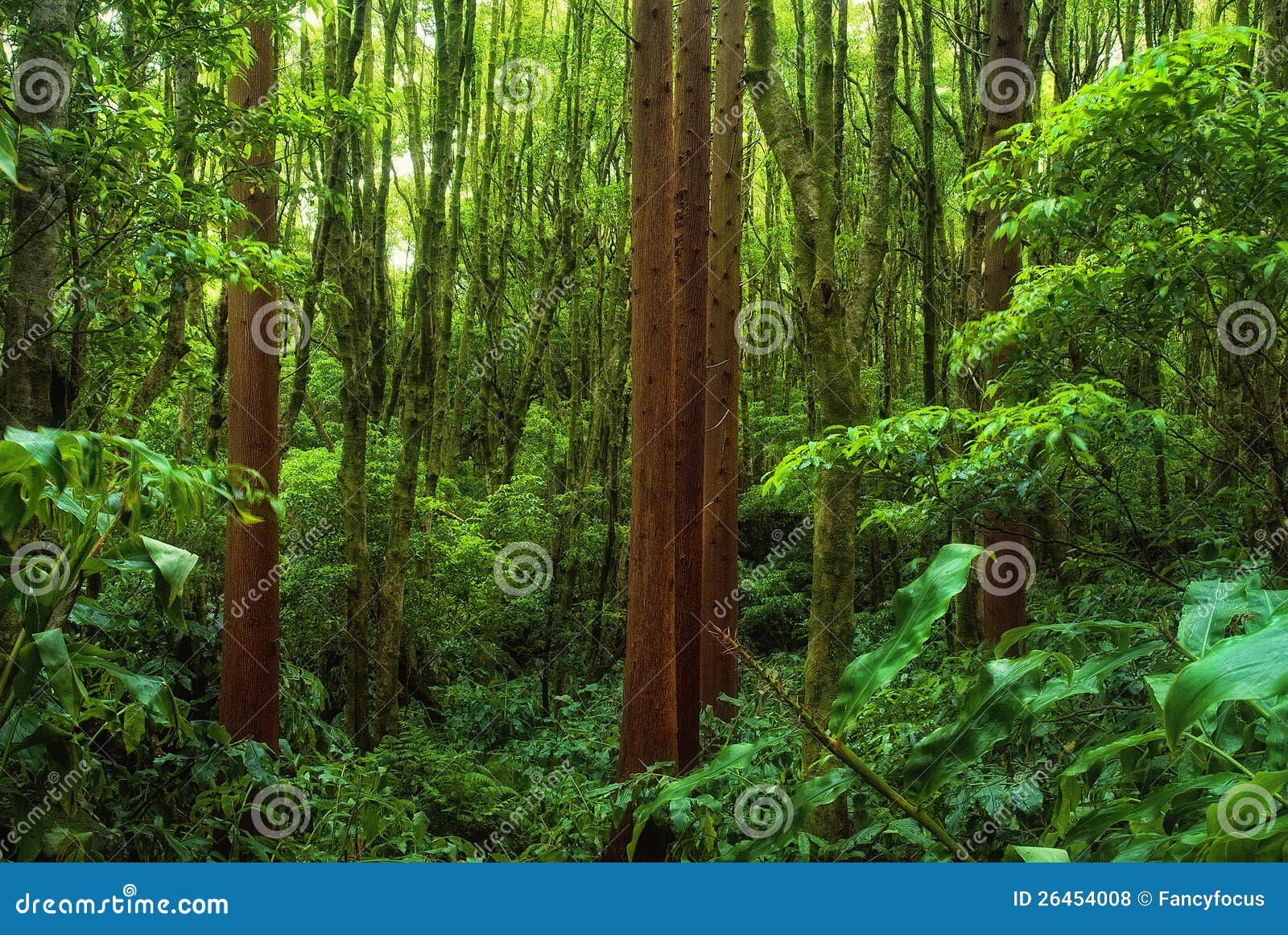 Acores; Bosque Del Cedro En Flores Foto de archivo - Imagen de ...
