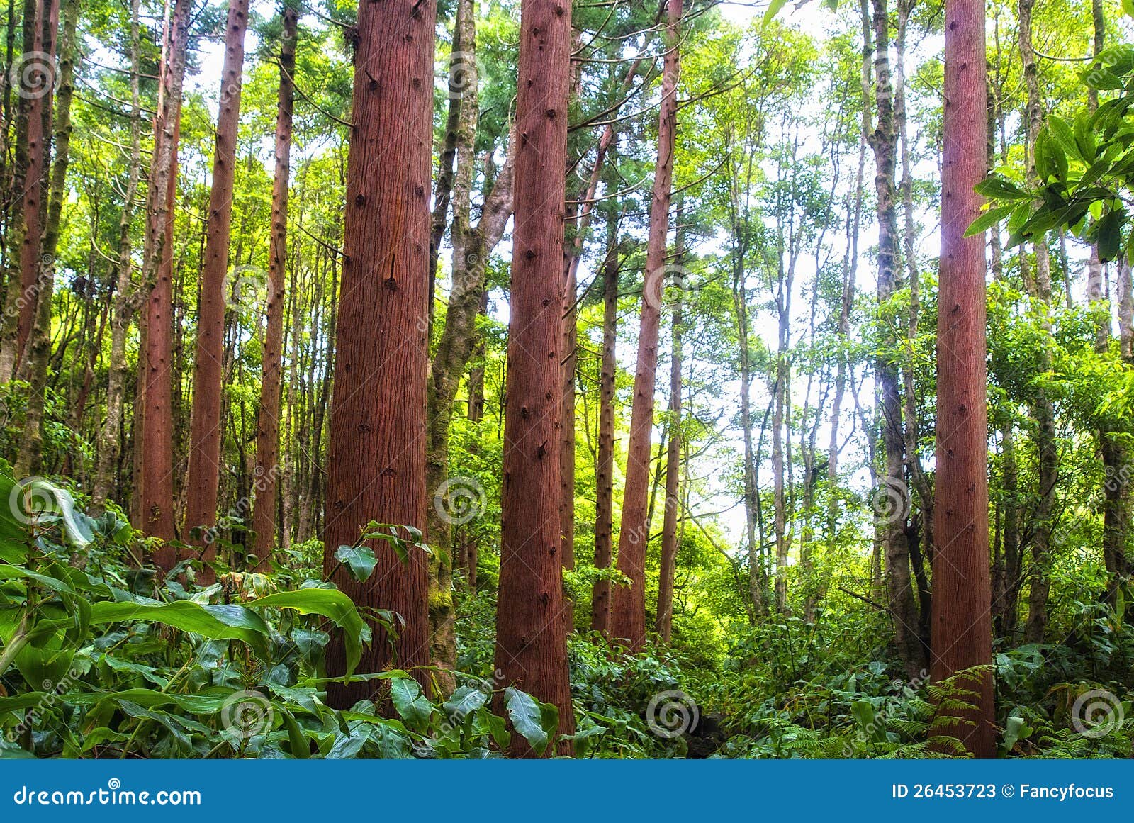 Acores; Floresta Do Cedro Em Flores Imagem de Stock - Imagem de cedro ...