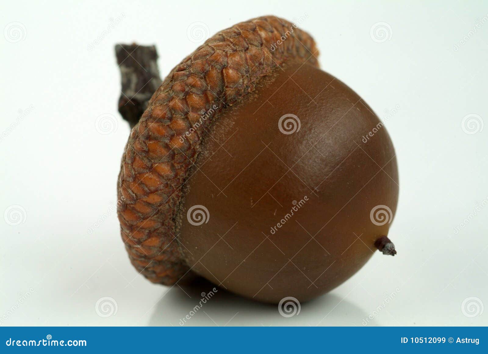 Acorn stock image. Image of nuts, forest, acorn, brown - 10512099
