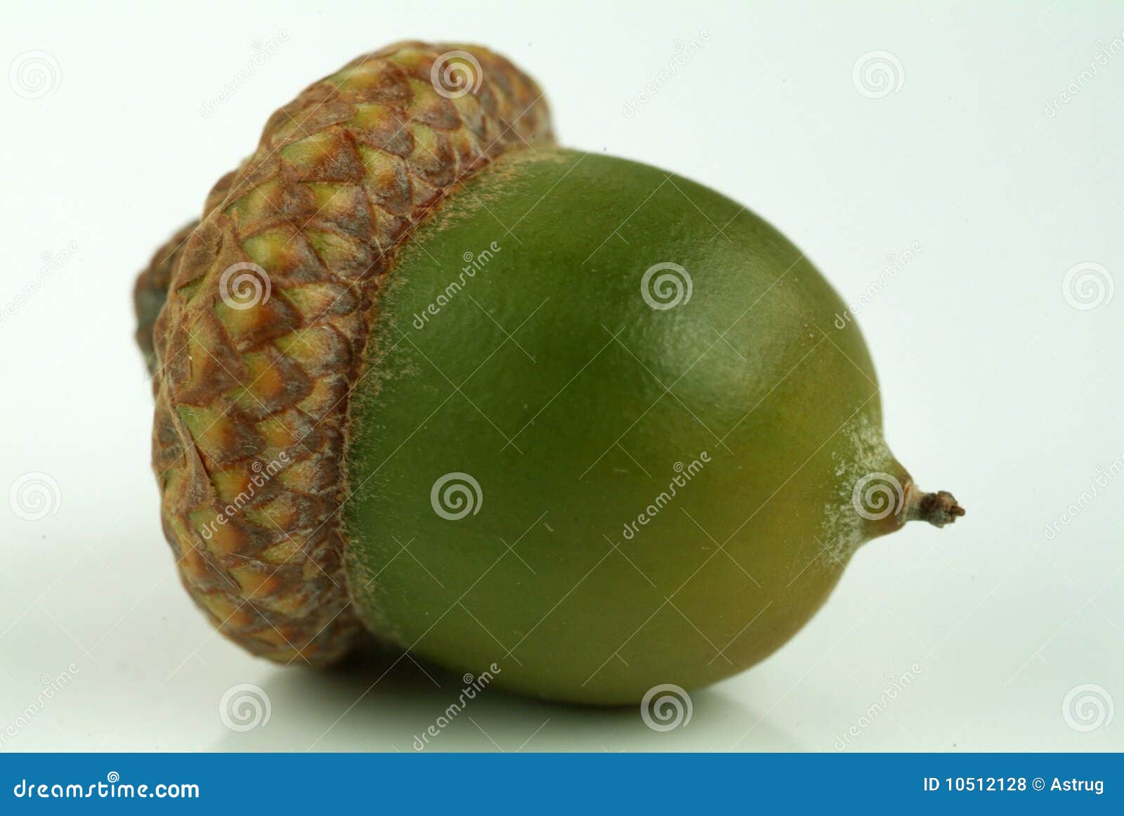 Acorn stock photo. Image of acorn, wild, brown, green - 10512128