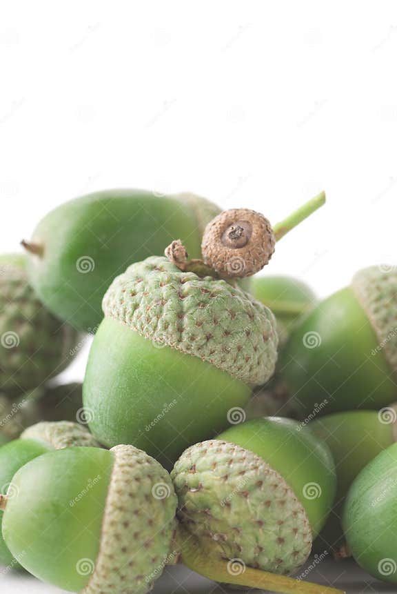 Acorn stock image. Image of stack, white, acorn, close - 10552183
