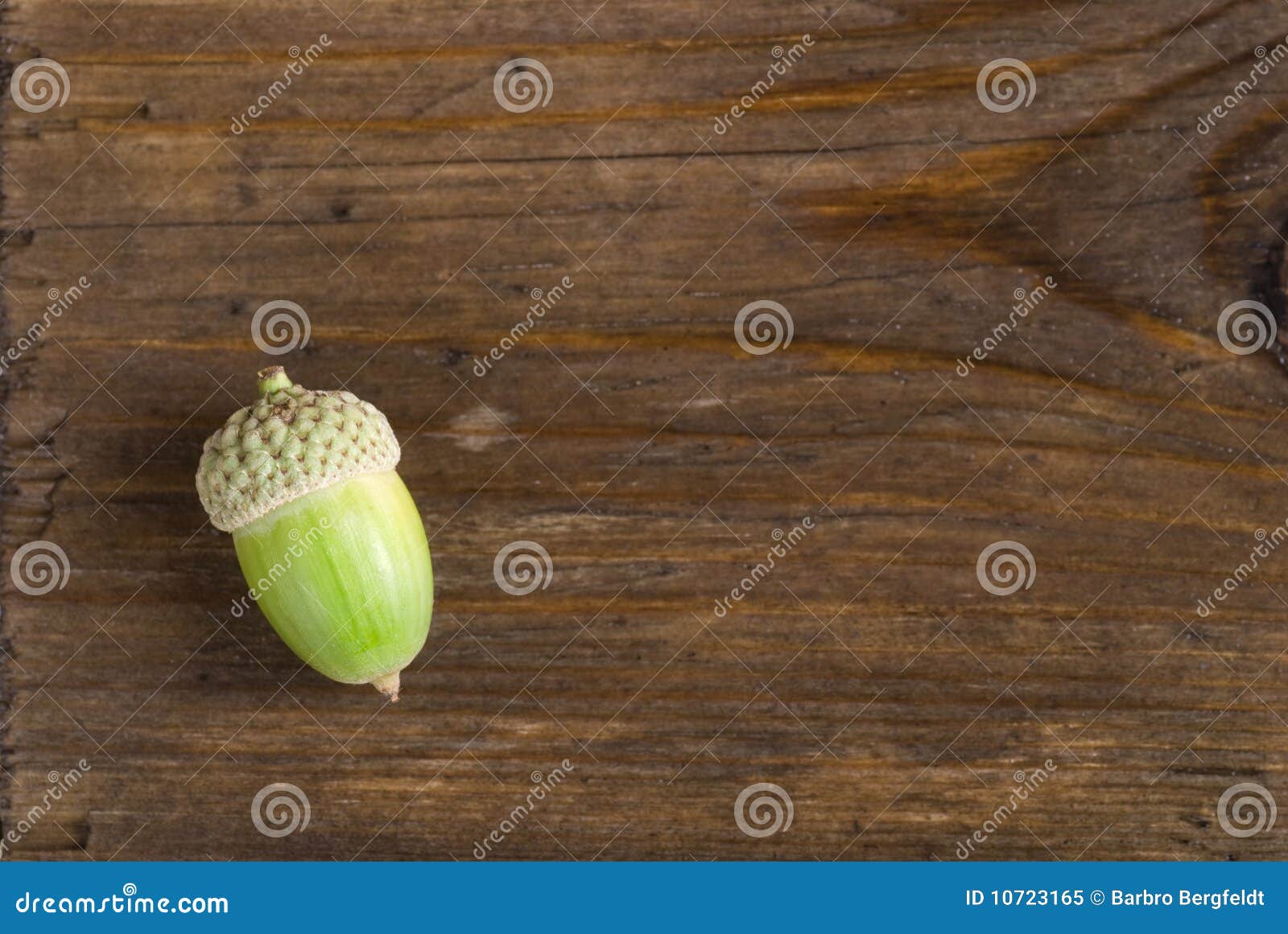 Acorn stock image. Image of close, space, acorn, background - 10723165
