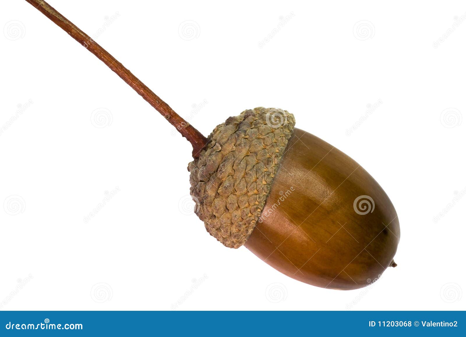 Acorn stock photo. Image of fall, brown, september, isolated - 11203068