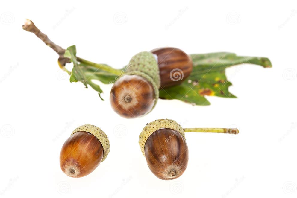 Acorn stock photo. Image of october, decorative, color - 11214774