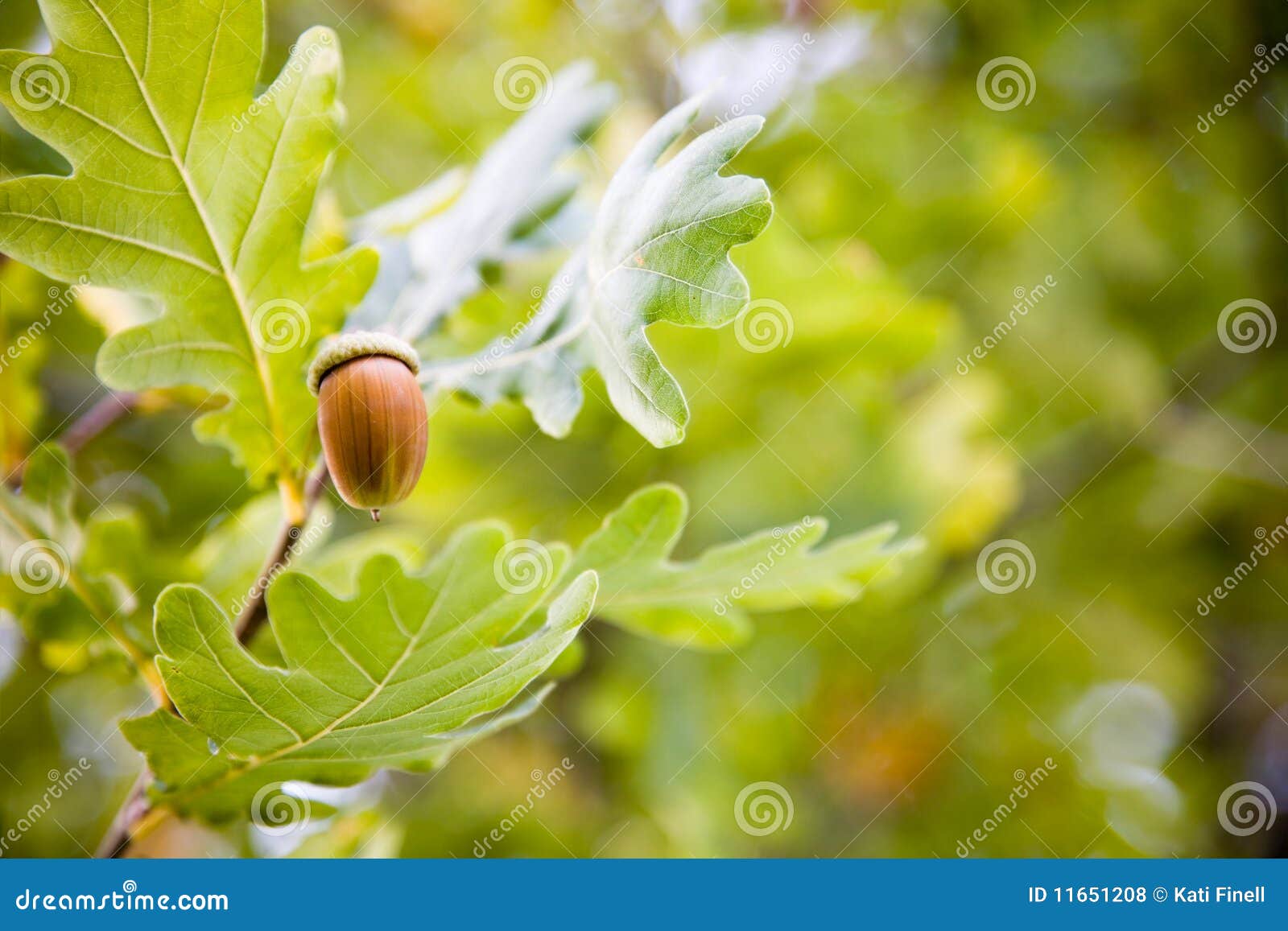 Acorn stock photo. Image of branch, outdoor, fall, botany - 11651208