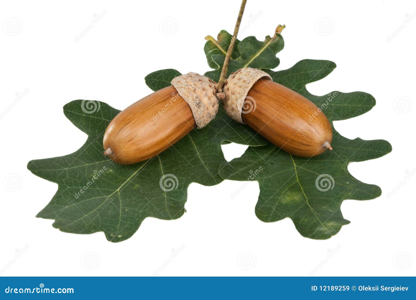 Acorn stock image. Image of september, color, branch - 12189259