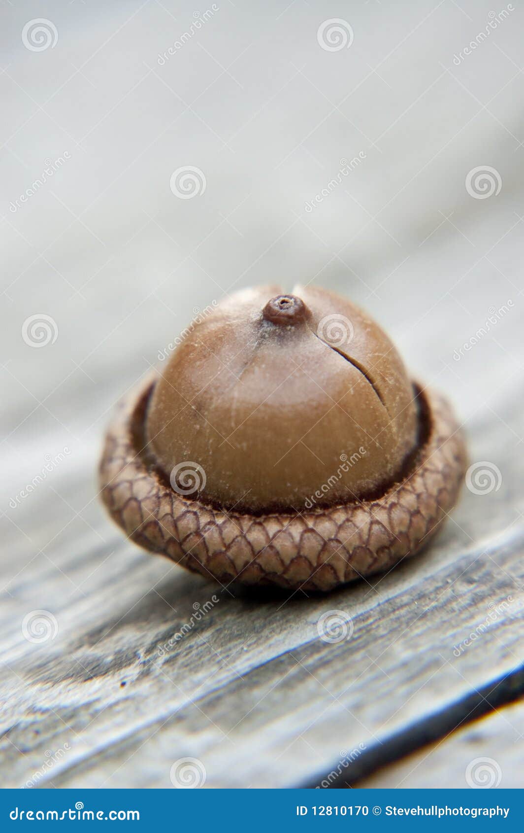 Cracked Acorn On The Sand In The Woods Stock Photography ...