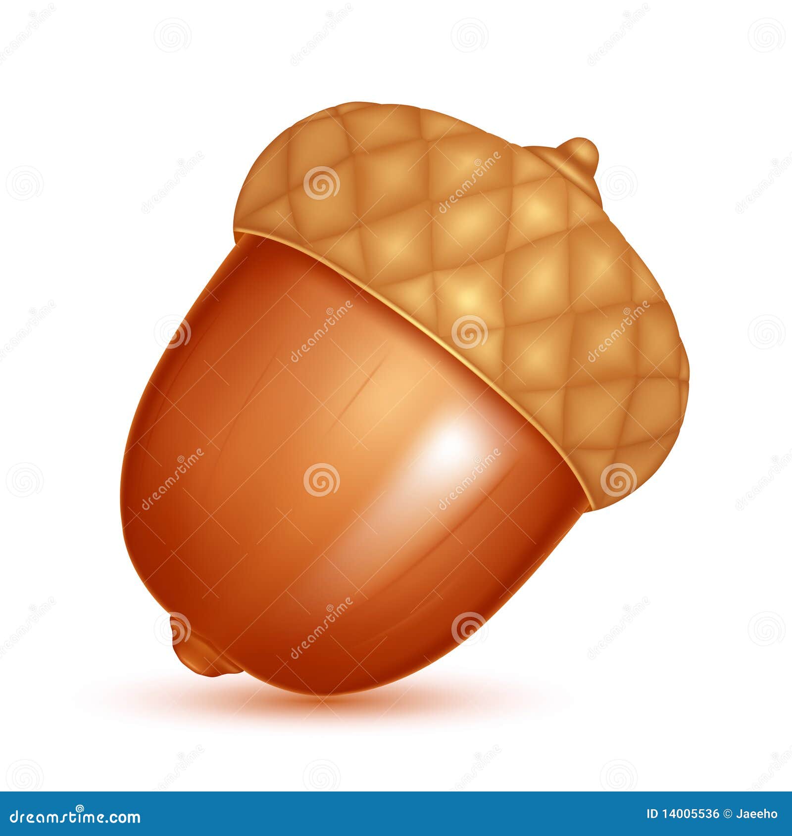 Acorn stock vector. Illustration of mesh, nature, painting - 14005536