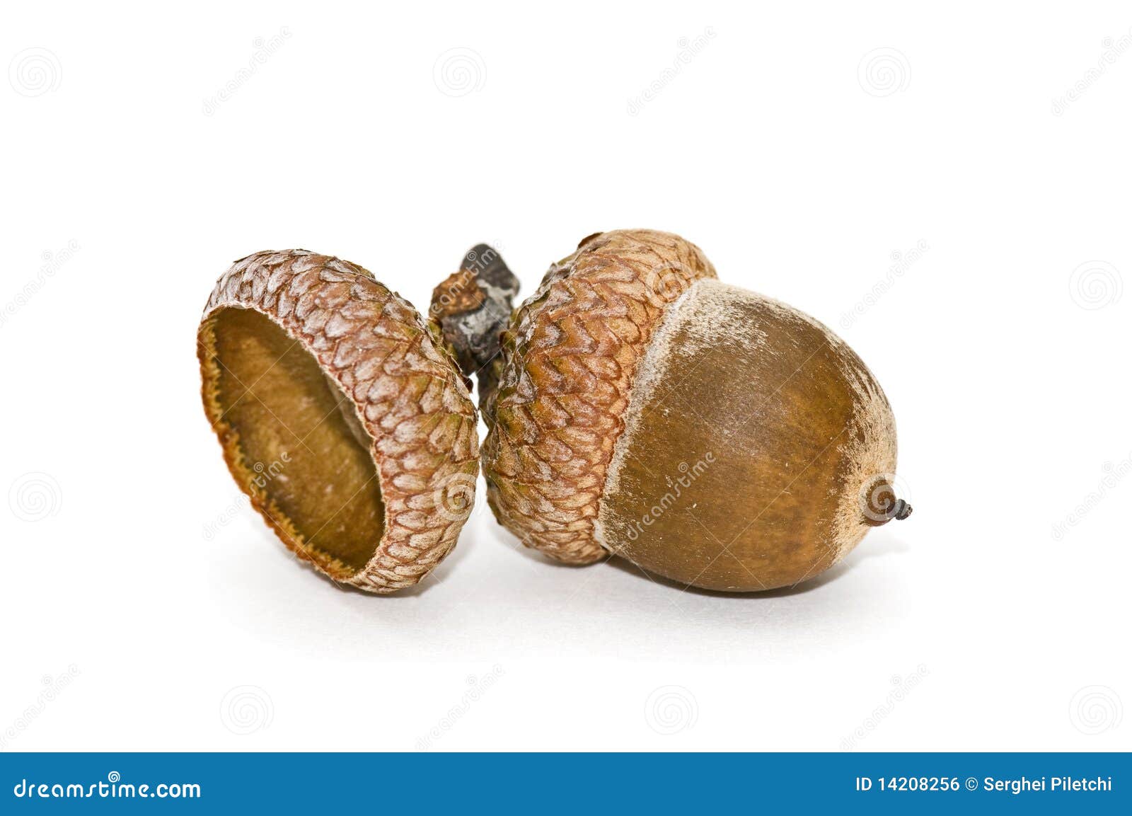 Acorn. stock photo. Image of isolated, seed, macro, forest - 14208256