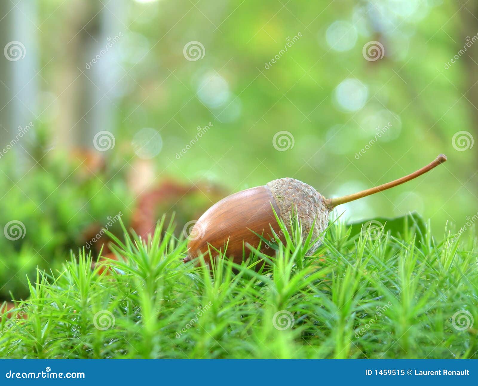 Acorn stock image. Image of solitary, nature, tree, fall - 1459515