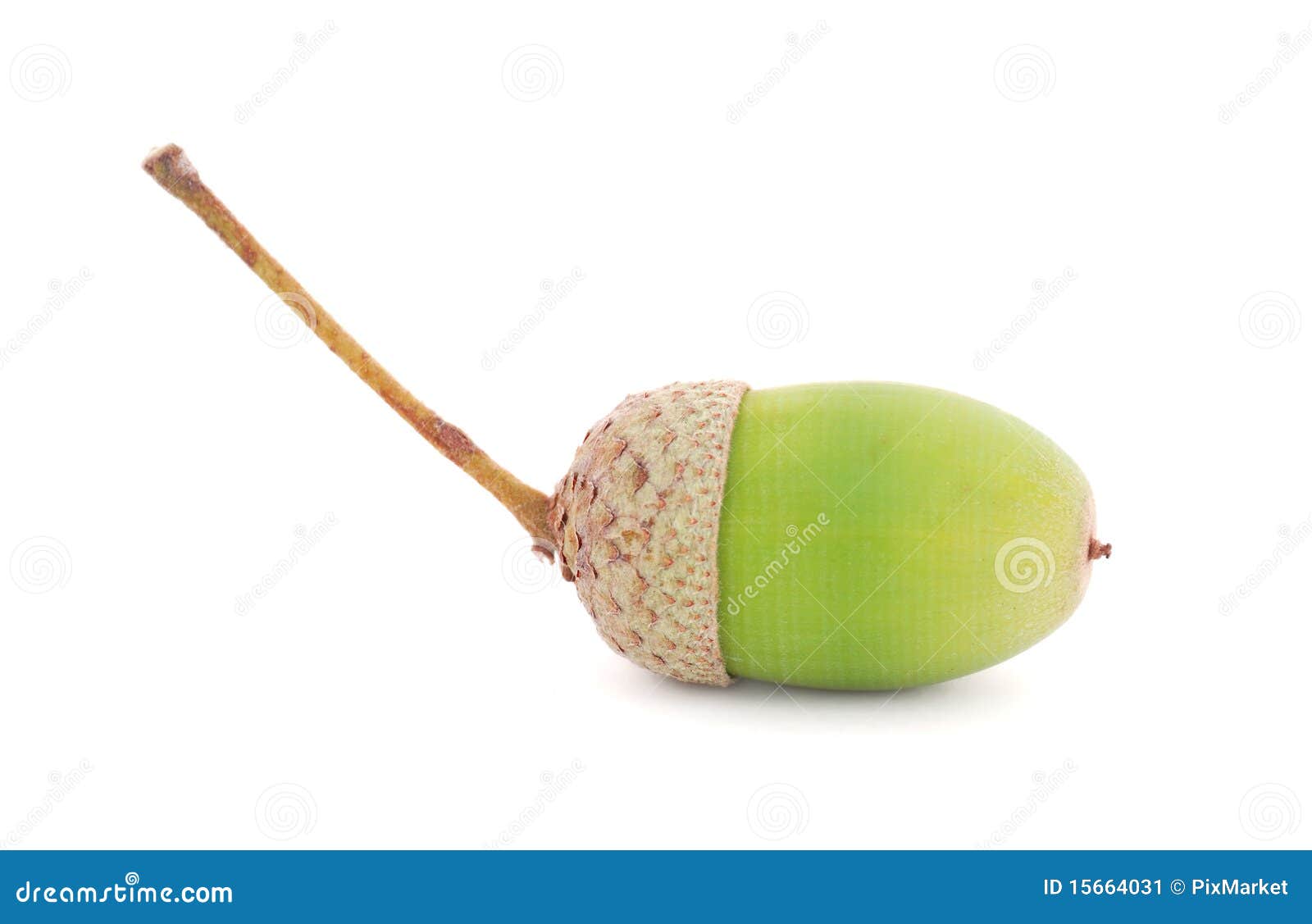 Acorn stock image. Image of fruit, detail, close, season - 15664031
