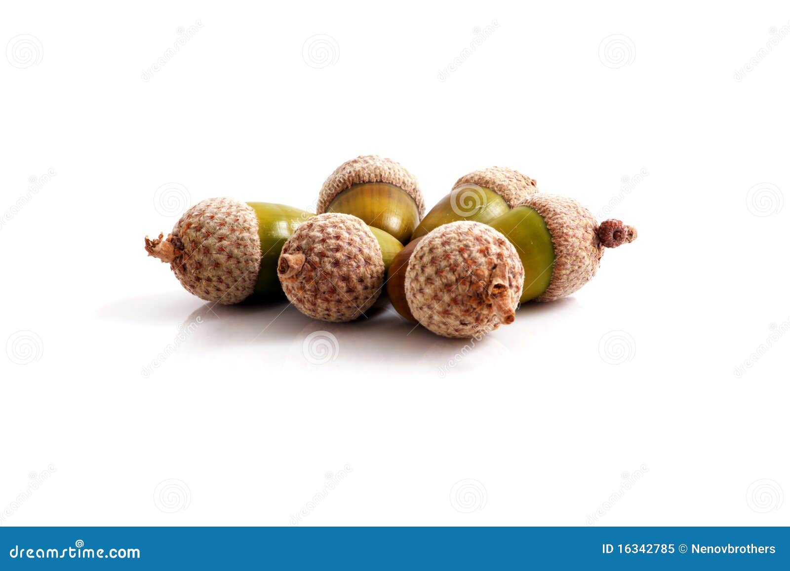 Acorn stock image. Image of botany, fruit, botanic, backgrounds - 16342785