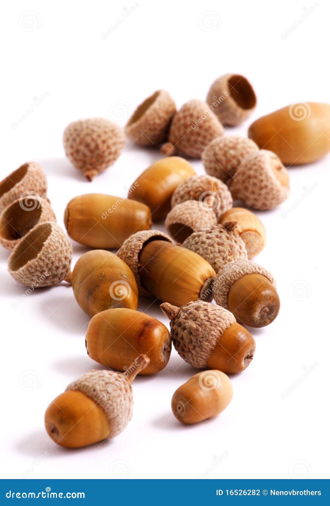 Acorn stock photo. Image of brown, closeup, life, beauty - 16526282