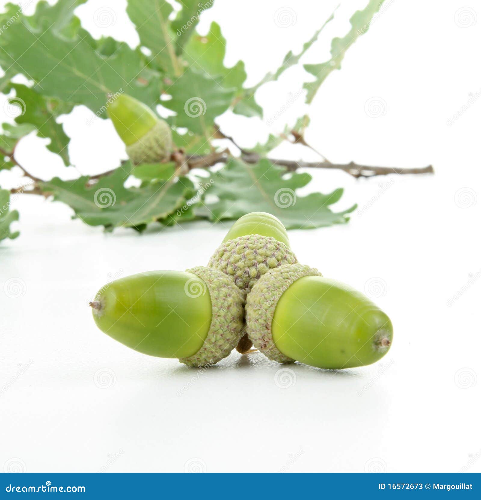 Acorn stock image. Image of leaf, season, acorn, background - 16572673